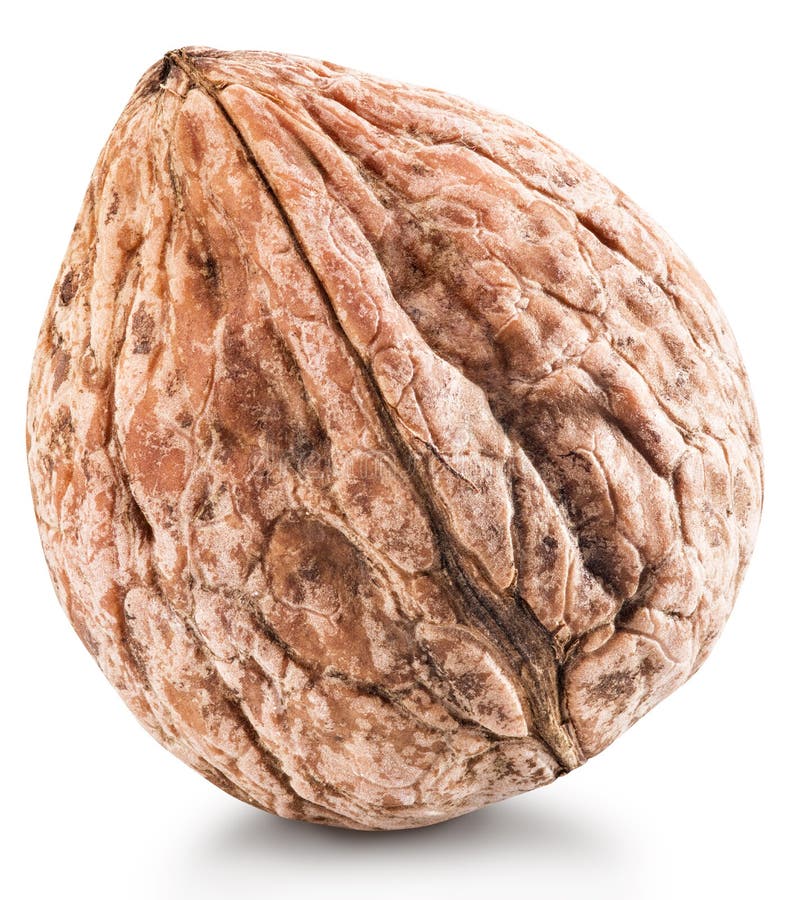 One whole walnut. stock photo. Image of isolated, dried - 60582078