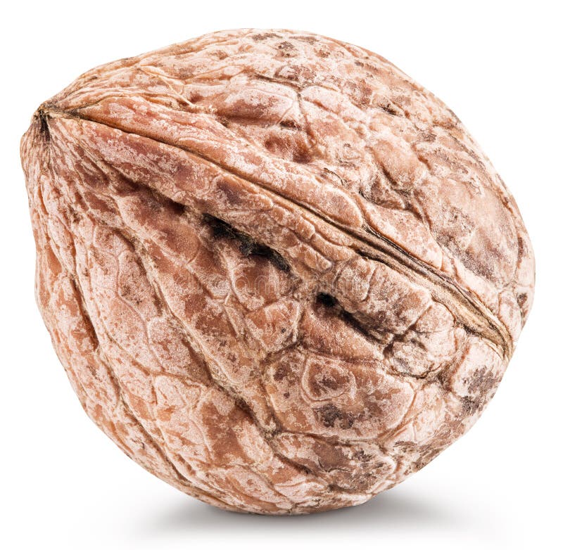 One whole walnut. stock photo. Image of healthy, brown - 60591690