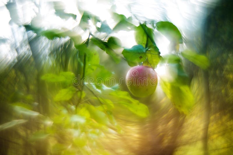 One Wild Apple Tree in Forest Stock Photo - Image of green, hanging ...