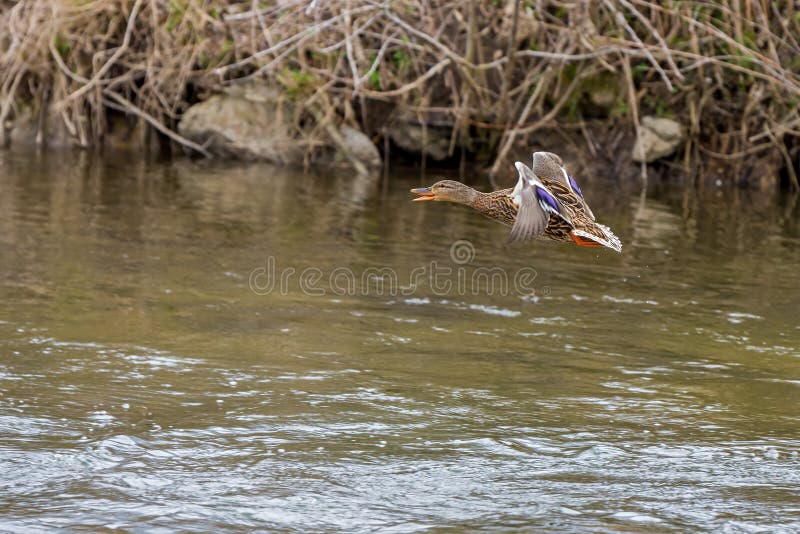 One Wild Duck Female Flying Over the River Stock Photo - Image of male ...
