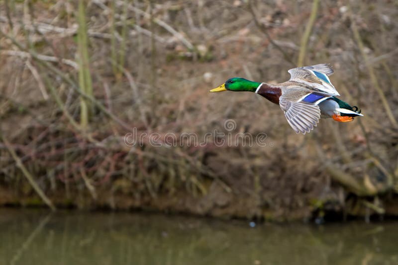 One Wild Duck Flying Over the River Stock Image - Image of flying ...