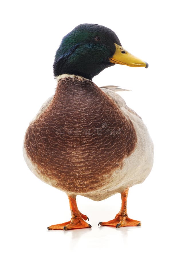One wild duck stock photo. Image of white, brown, agriculture - 155011808