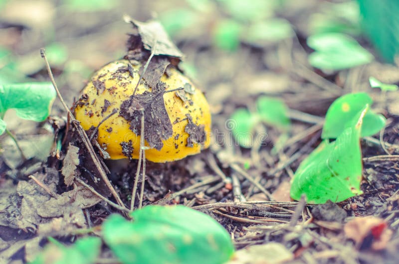 Edible Yellow Coral Mushroom Tastes Like Moss and Rot, Ramaria Flava ...