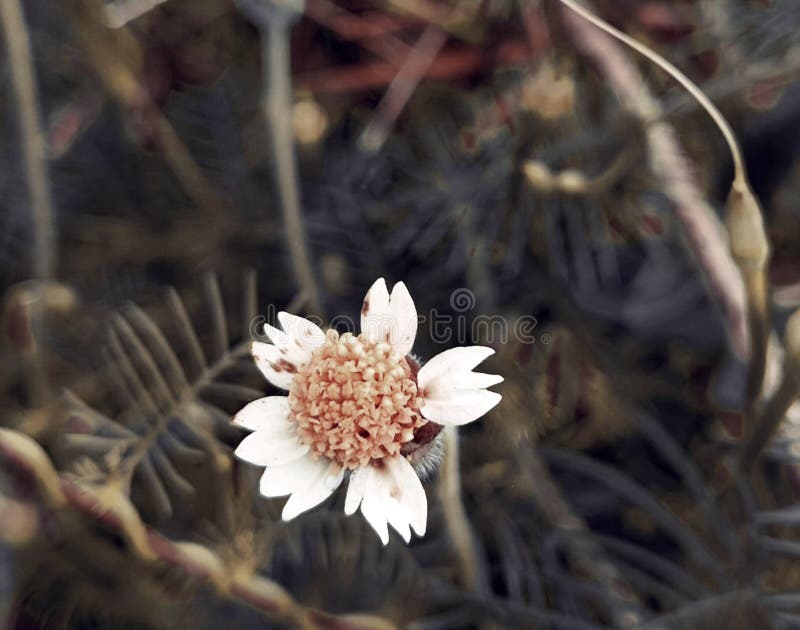 One of Wild Flowers in Tropical Areas. Stock Photo - Image of tropical ...