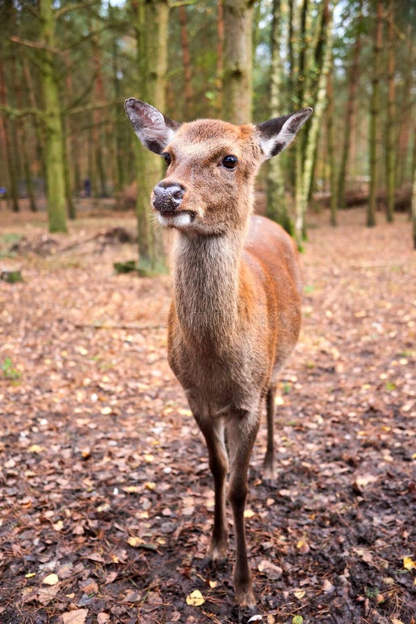 Deer in forest wild life stock image. Image of vertebrate - 103632837