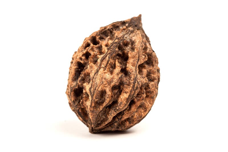 One Wild Walnut. Isolated on White Background Stock Image - Image of ...