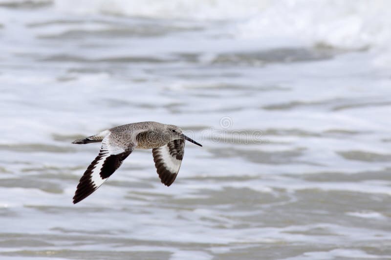 One Willet Flying Close To Surf Stock Image - Image of outdoor, bird ...