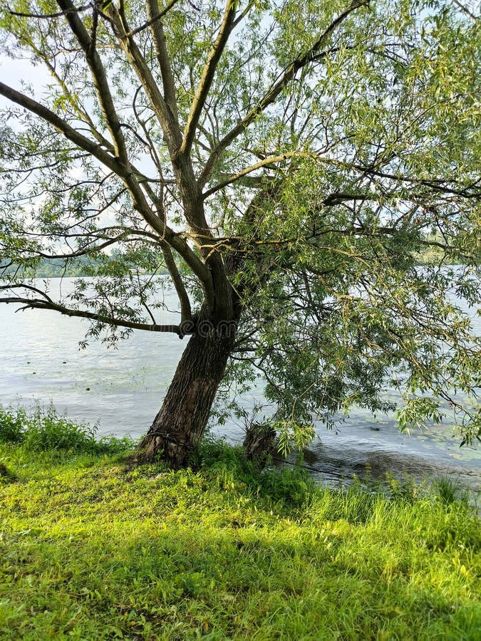 One Willow Tree Leaning Toward the Water, Standing on a River Bank ...
