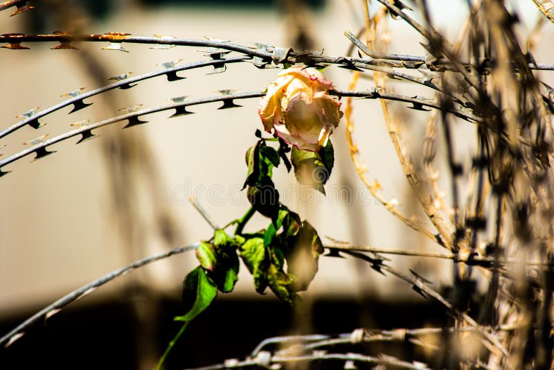 Withered Rose Caught in Barb Wire Stock Image - Image of wire, whitered ...