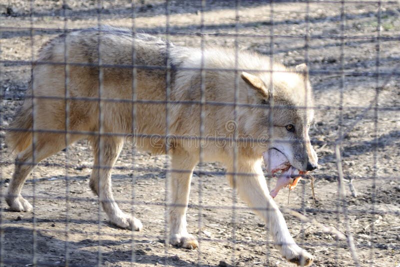 One Wolf Eating Prey in Zoo Stock Photo - Image of captive, wild: 13534168