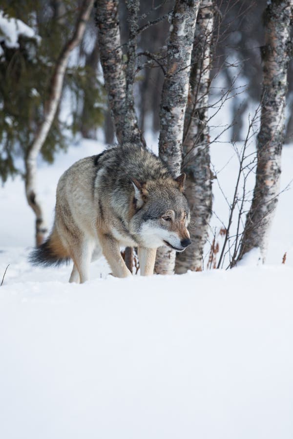 One Wolf Sneaking in the Forest Stock Photo - Image of animals, tiptoe ...