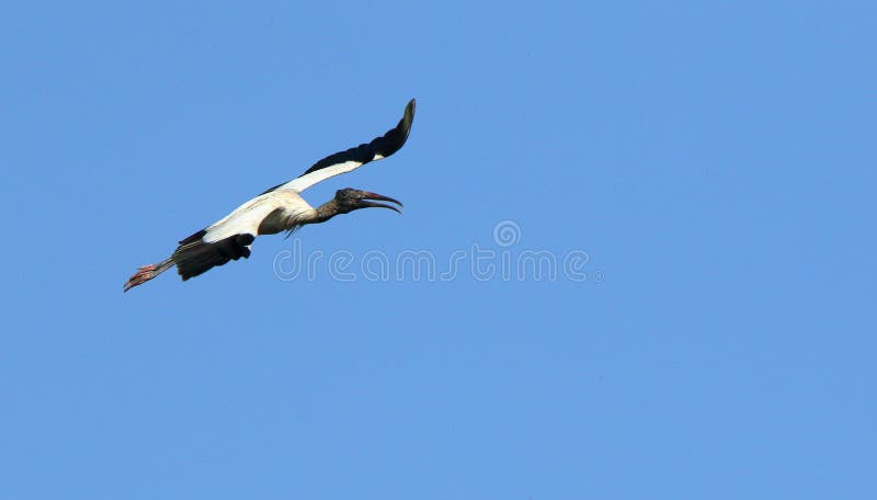 One Wood Stork Flying Against a Blue Sky Stock Photo - Image of ...