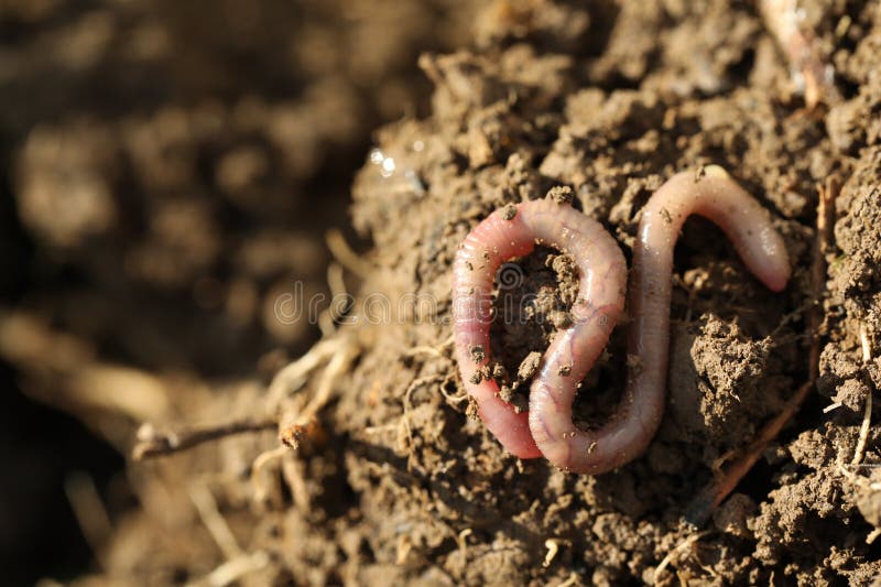 One Worm Crawling in Wet Soil, Closeup. Space for Text Stock Image ...