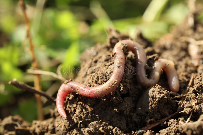 One Worm Crawling in Wet Soil on Sunny Day, Closeup Stock Image - Image ...