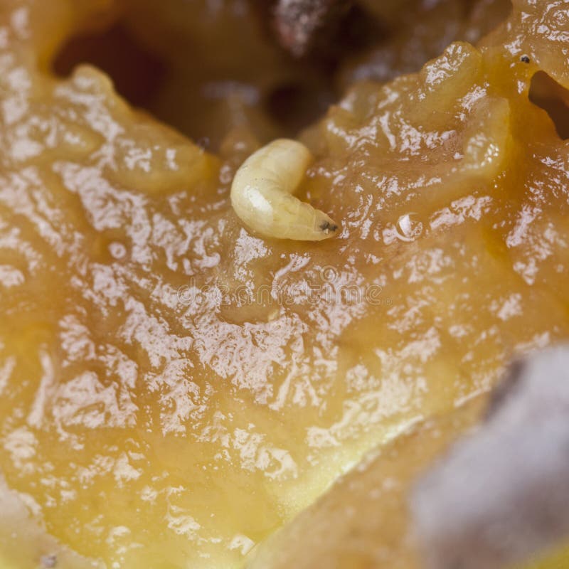 One Worm Fruitfly on the Wild Nature (Drosophila Melanogaster) Stock ...