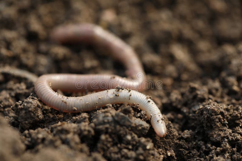 One Worm in Wet Soil, Closeup. Terrestrial Invertebrates Stock Image ...