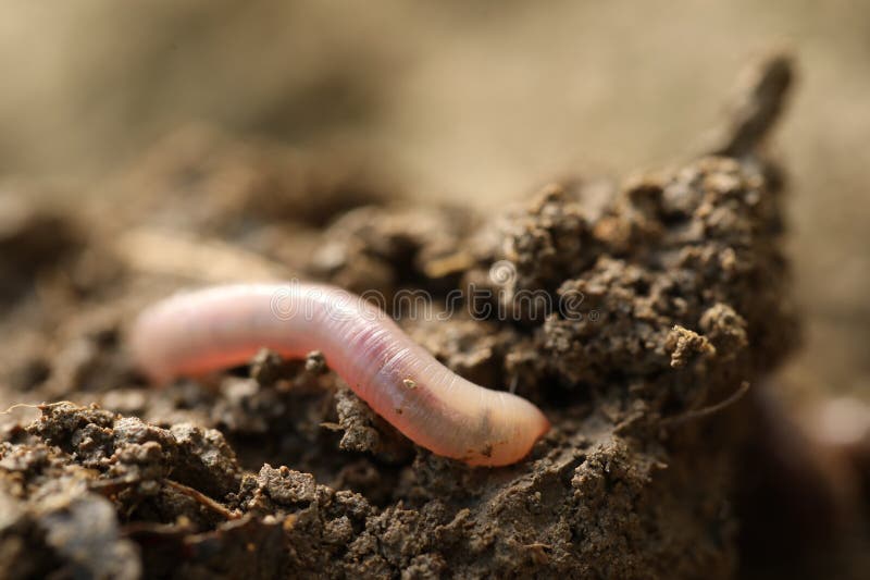One Worm in Wet Soil, Closeup. Terrestrial Invertebrates Stock Image ...