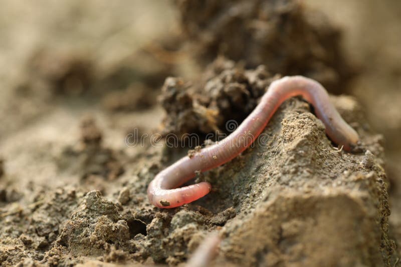 One Worm in Wet Soil, Closeup. Space for Text Stock Image - Image of ...