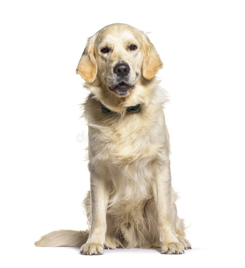One Year Old Golden Retriever Wearing a Bow Tie Stock Photo - Image of ... One Year Old Golden Retriever Wearing a Bow Tie Stock Photo - Image of ...
