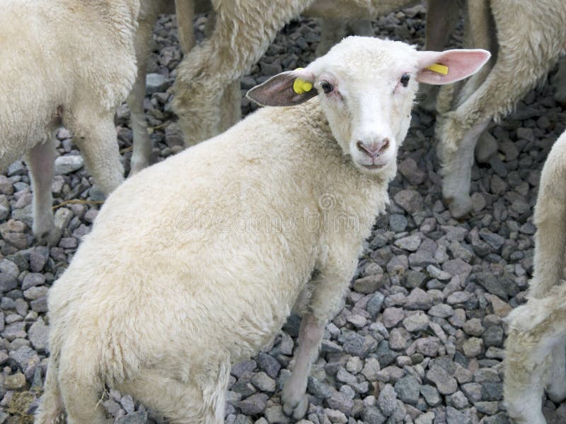 The One Year Old Lamb on Farm Stock Photo - Image of curious, young ...