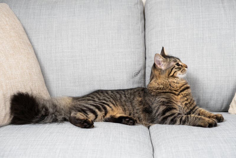 One-year-old Tabby Cat with a Fluffy Tail Lying on a Gray Sofa. Stock ...
