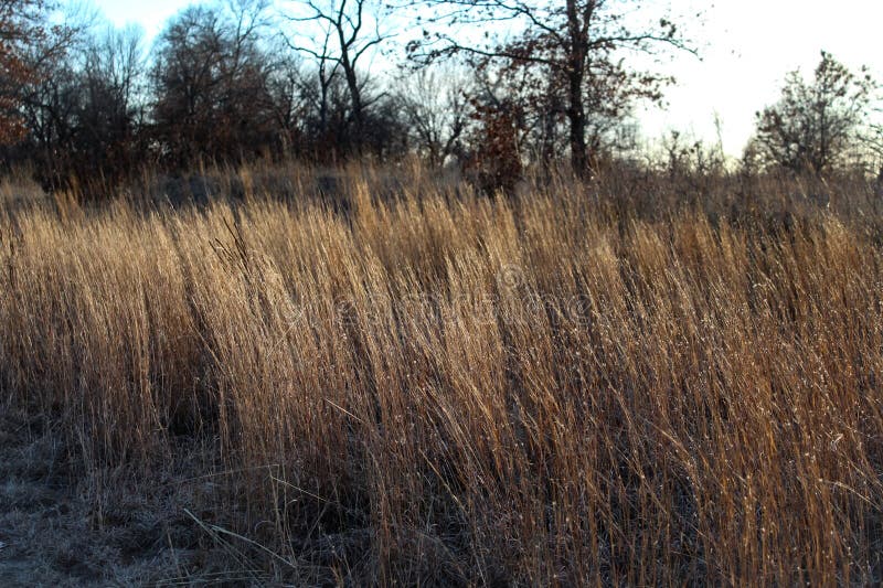 One Year after a Prescribed Burn. a Field of Tall, Dry Grass with a ...