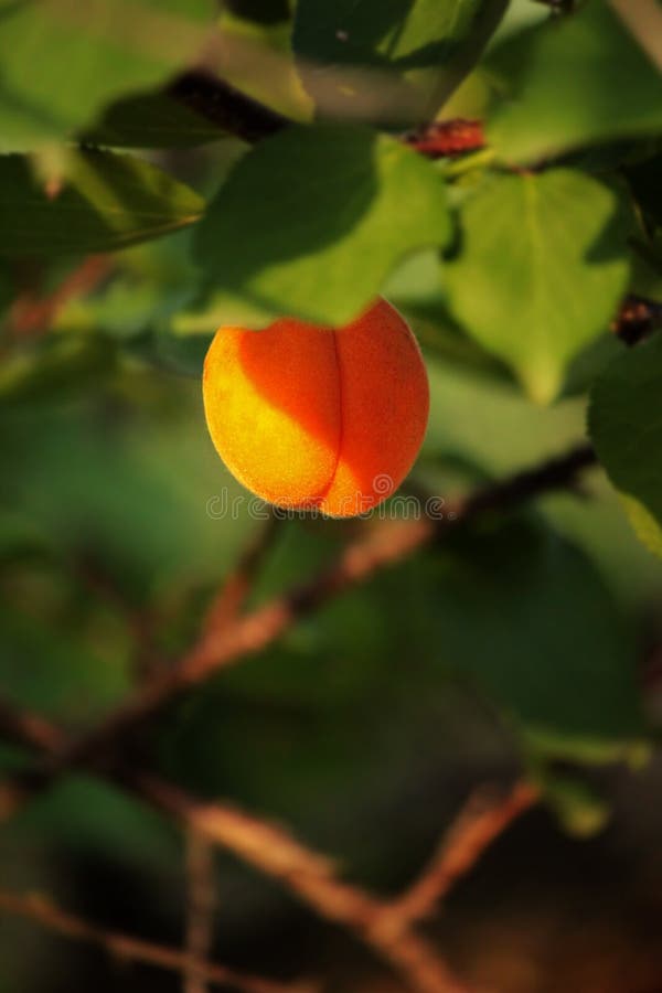 One Yellow Apricots on a Branch Stock Image - Image of background, tree ...