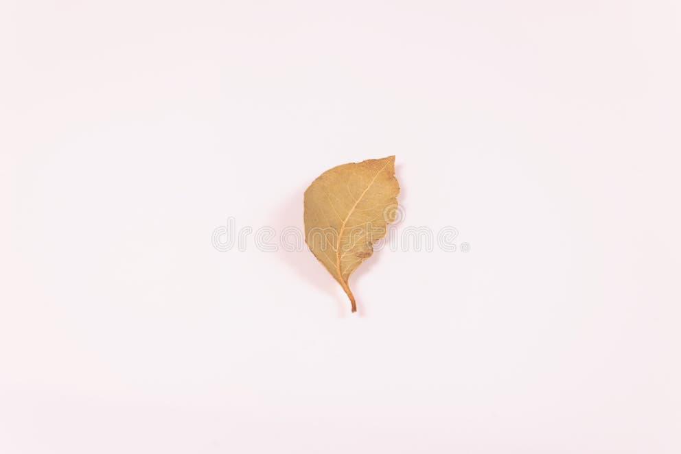 One Yellow Bay Leaf in the Middle of a White Surface Stock Image ...