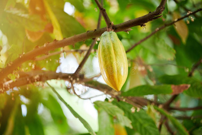 One yellow cacao pod stock photo. Image of closeup, botany - 259856446