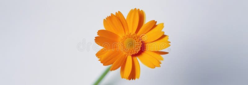 One Yellow Calendula Flower on a White Monochrome Background. Copy ...