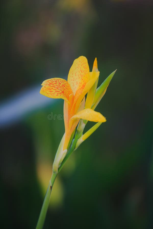One Yellow Canna Flower, Yellow Flower Stock Photo - Image of beautiful ...