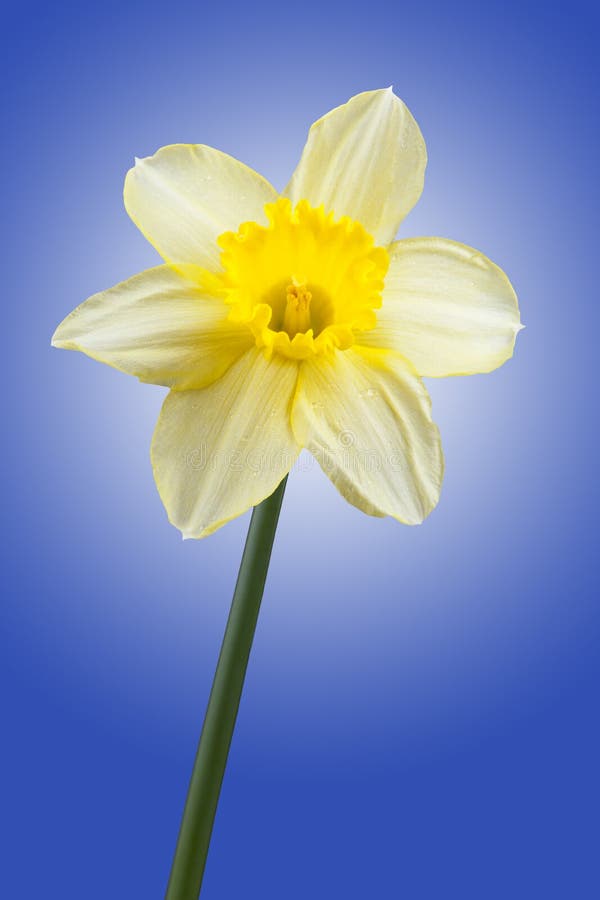One Yellow Daffodil on Blue Ground Stock Image - Image of setup, detail ...