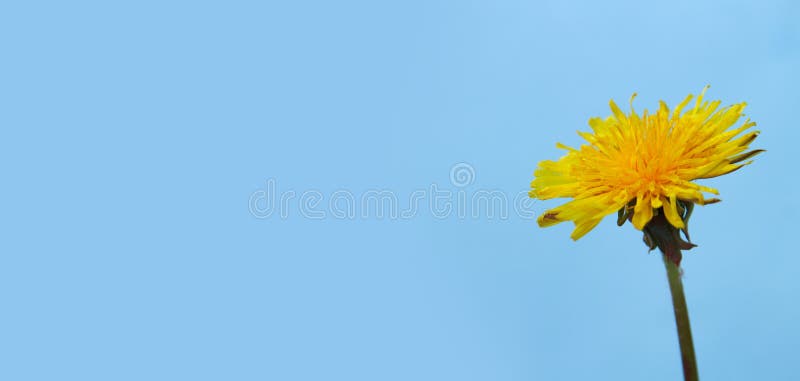 One Yellow Dandelion on a Blue Background with Horizontal Orientation ...