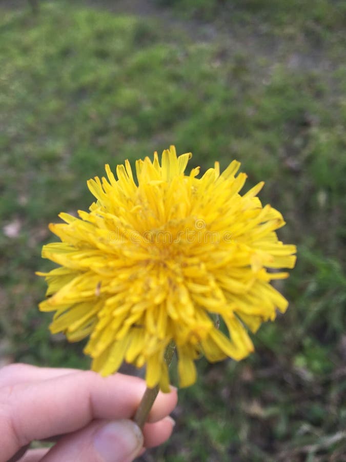 One yellow dandelion stock photo. Image of detail, forest - 224747116