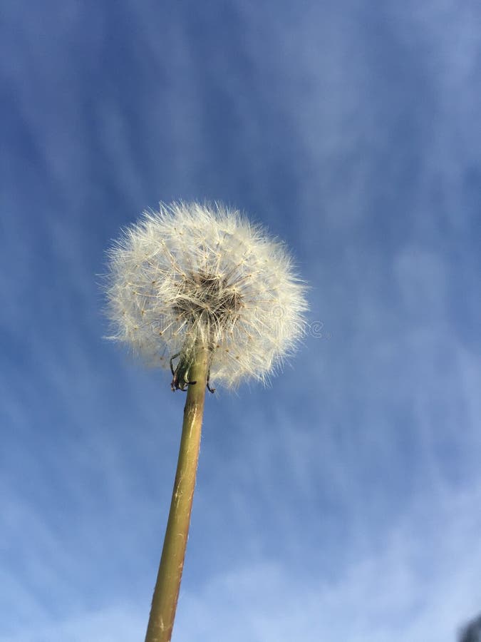 One yellow dandelion stock image. Image of outside, petal - 201276561
