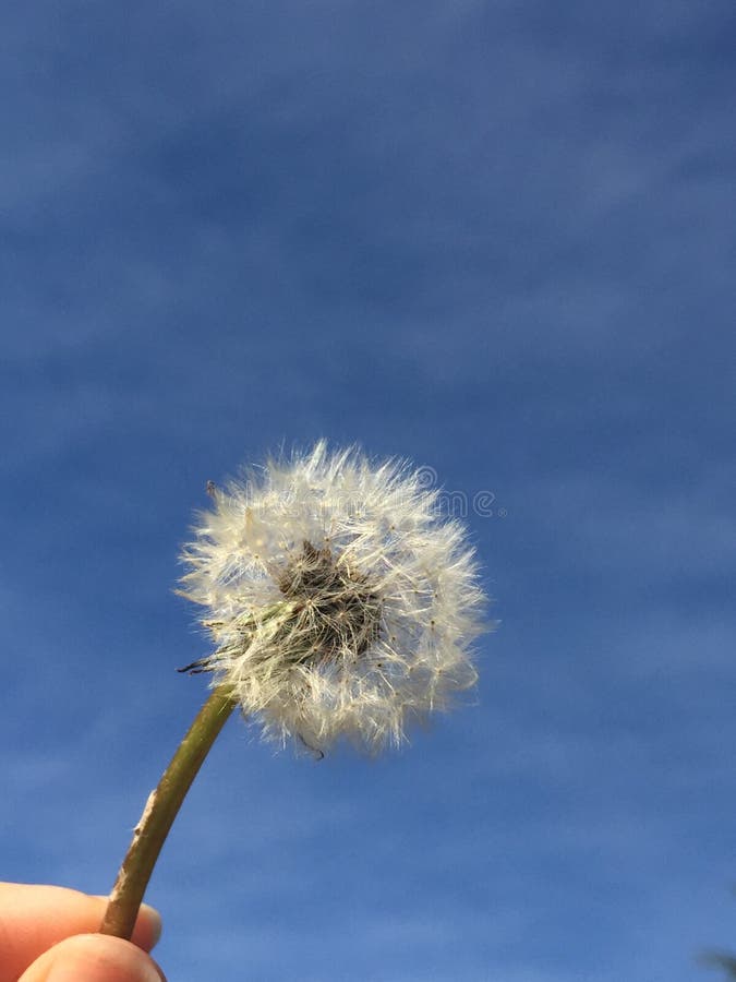 One yellow dandelion stock photo. Image of bloom, background - 201276562
