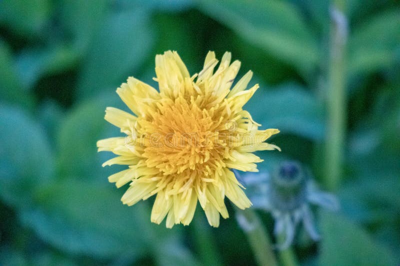 .One Yellow Dandelion Flower on a Green Background Stock Photo - Image ...