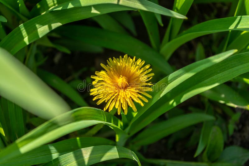 One Yellow Dandelion among the Grass Stock Image - Image of closeup ...