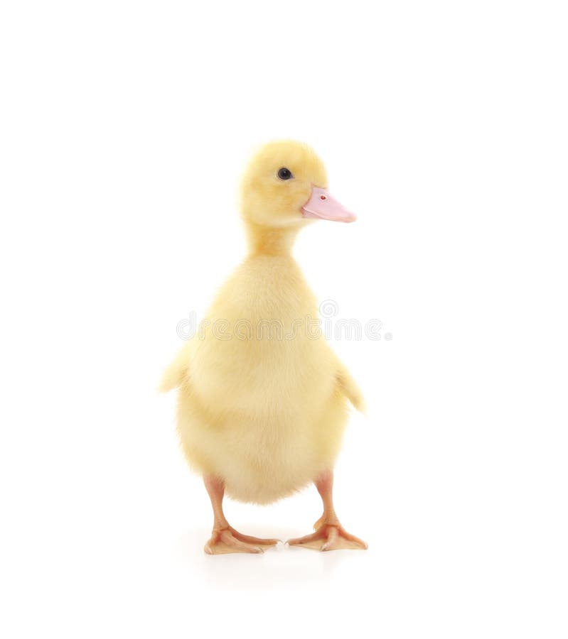 One yellow duck stock image. Image of cute, meat, white - 136101749