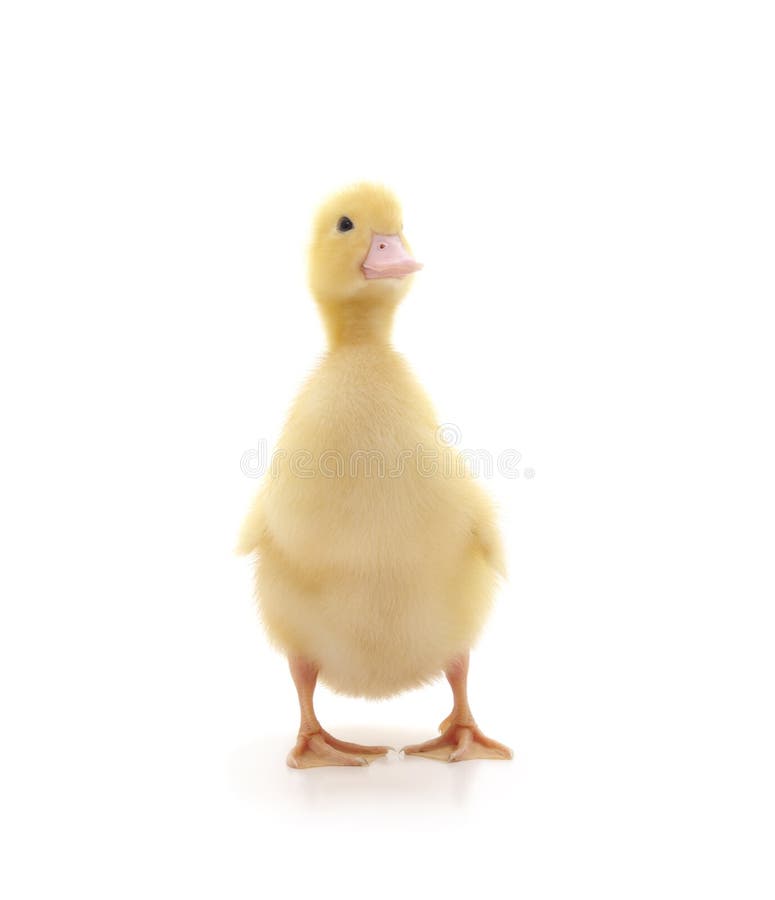 One yellow duck stock image. Image of cute, meat, white - 136101749