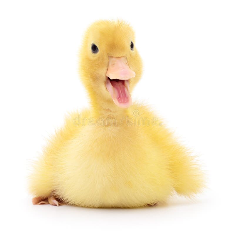One yellow duckling. stock photo. Image of pets, cute - 76499504