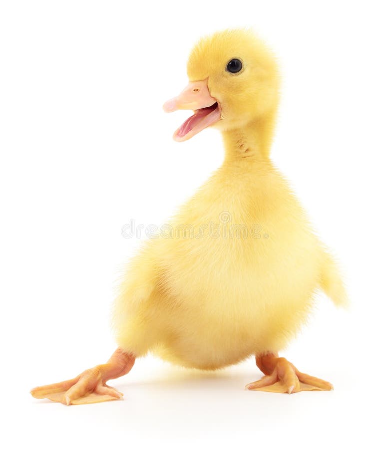 Real Yellow Ducks