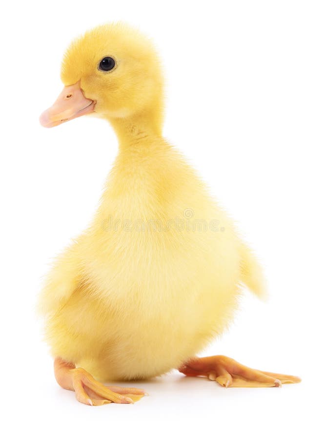 One yellow duckling. stock photo. Image of colored, gold - 78572944