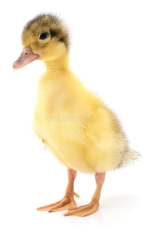 One yellow duckling stock image. Image of poultry, yellow - 79690741