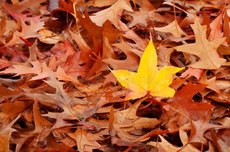 955 Individual Fall Leaves Stock Photos - Free & Royalty-Free Stock ...