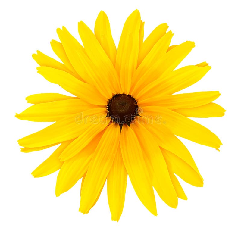 Beautiful yellow flower stock image. Image of blossoming - 6008707