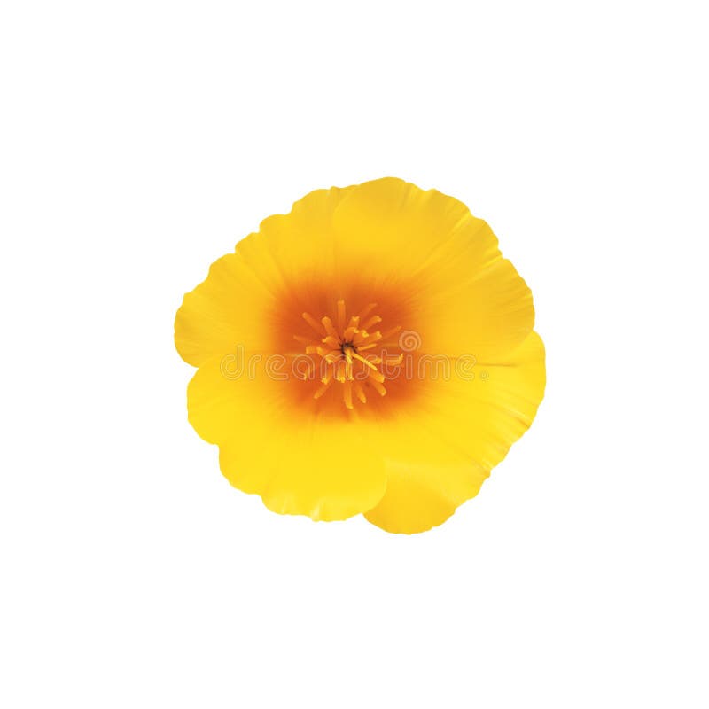 One yellow flower stock photo. Image of fresh, small, colored - 7576278