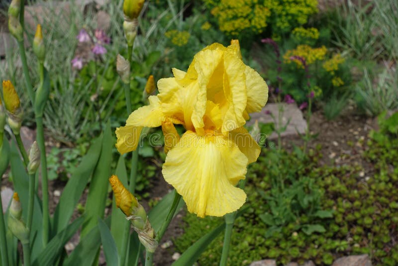One Yellow Flower of Bearded Iris in May Stock Image - Image of bright ...