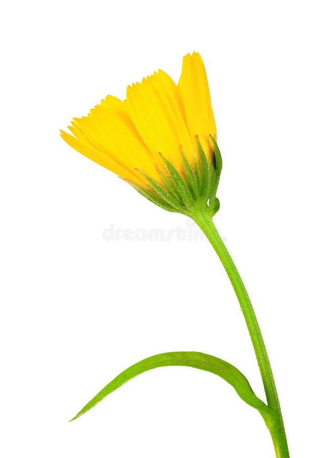 One Yellow Flower of Calendula Stock Photo - Image of leaf, romance ...
