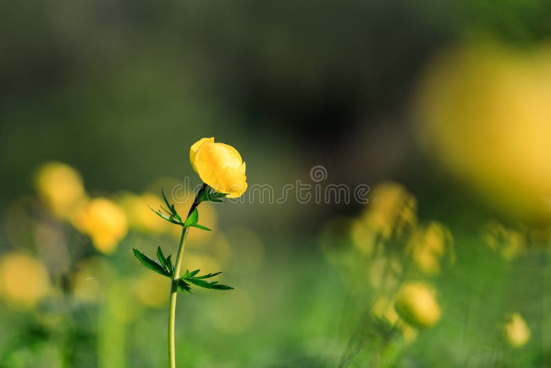 One Yellow Flower on the Field, Blurred Background of Wildflowers Stock ...